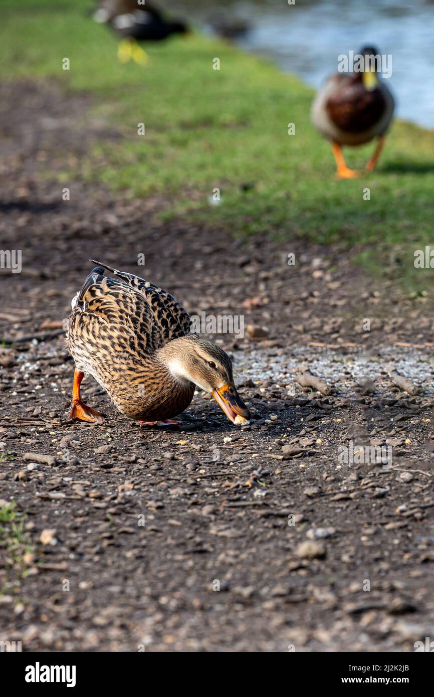 A duck pecking at food on a riverbank, with a shallow depth of field ...