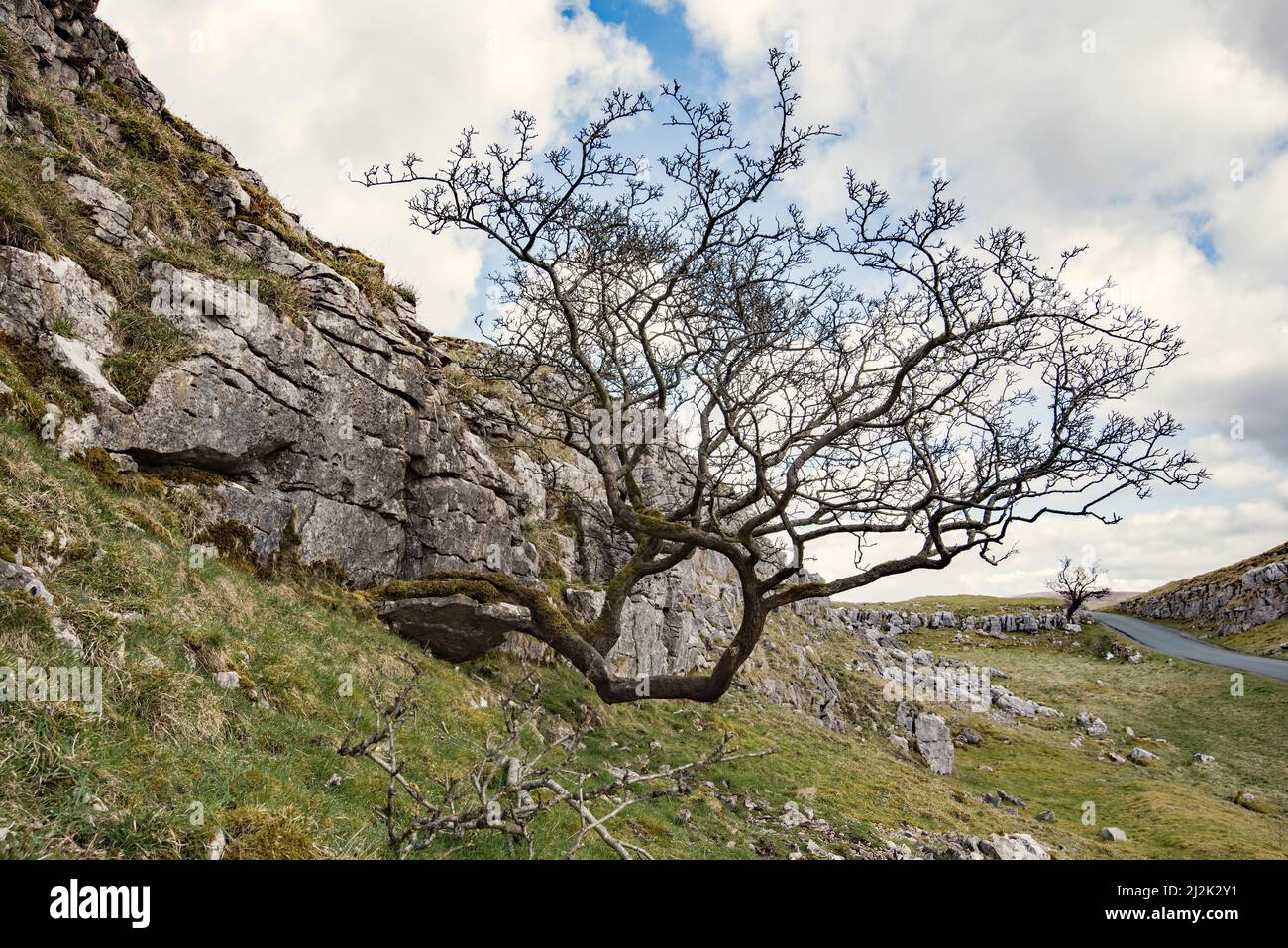 Tree growing out horizontally from beneath a limestone outcrop Stock ...