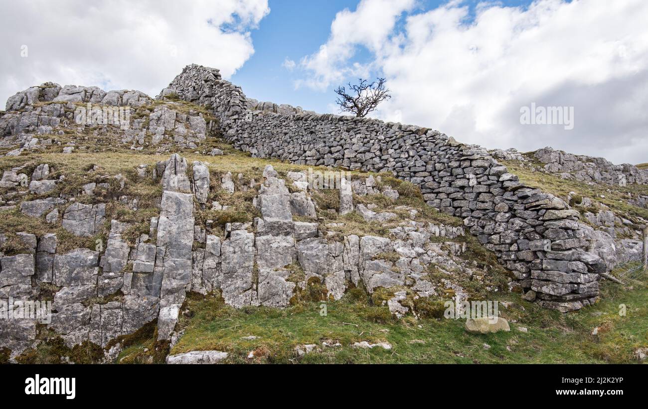 Limestone drystone walling in North Yorkshire following the rising ...
