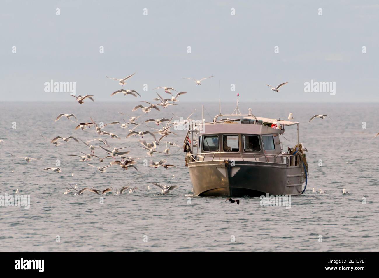 Sailing gull hi-res stock photography and images - Alamy