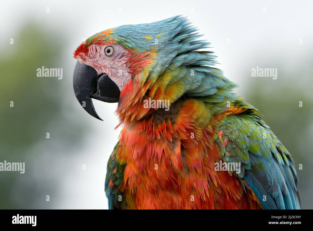 Close-up portrait of a scarlet macaw, Indonesia Stock Photo - Alamy
