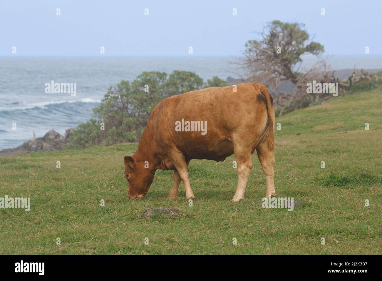 Cow grazing in a coastal field, Maui, Hawaii, USA Stock Photo - Alamy