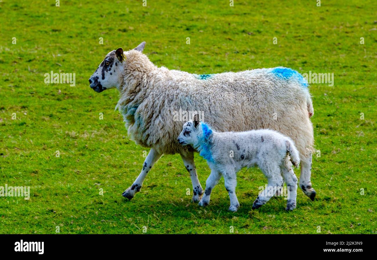 New born lamb with its mum in spring in Scotland Stock Photo - Alamy