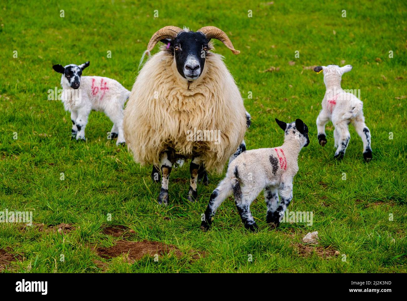 Lambs spring scotland hi-res stock photography and images - Alamy