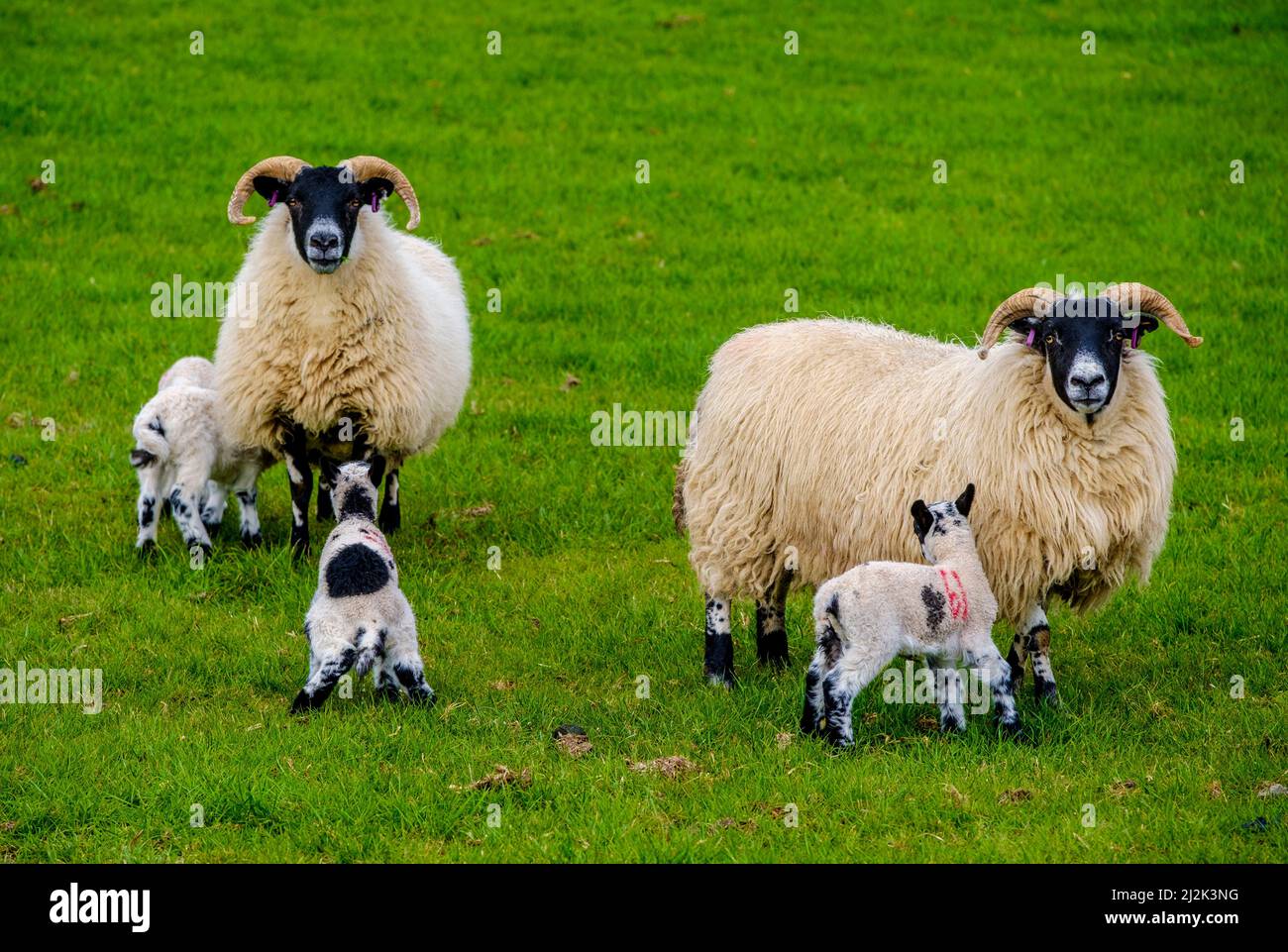 New born lambs with their mum in spring in Scotland Stock Photo - Alamy