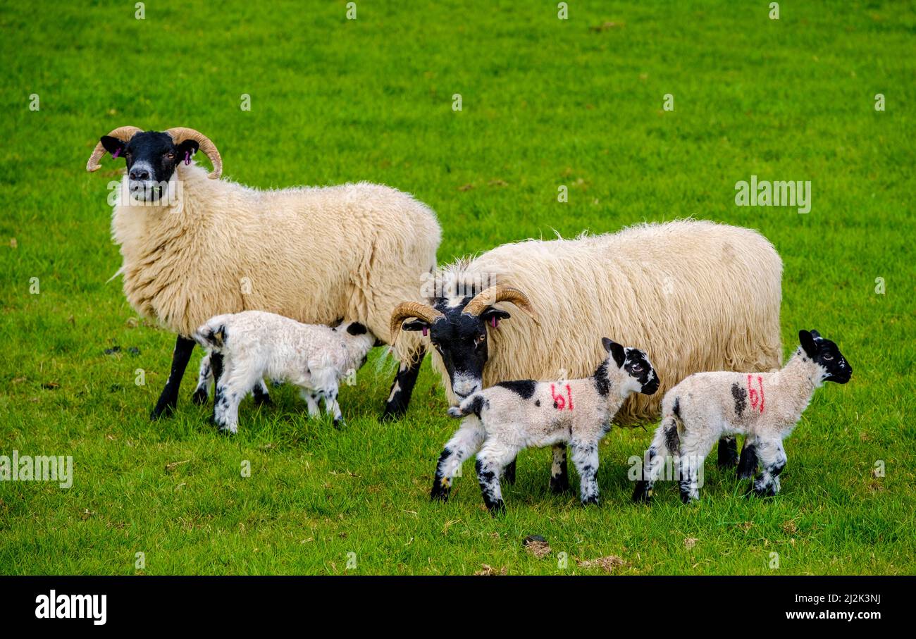 New born lambs with their mum in spring in Scotland Stock Photo - Alamy