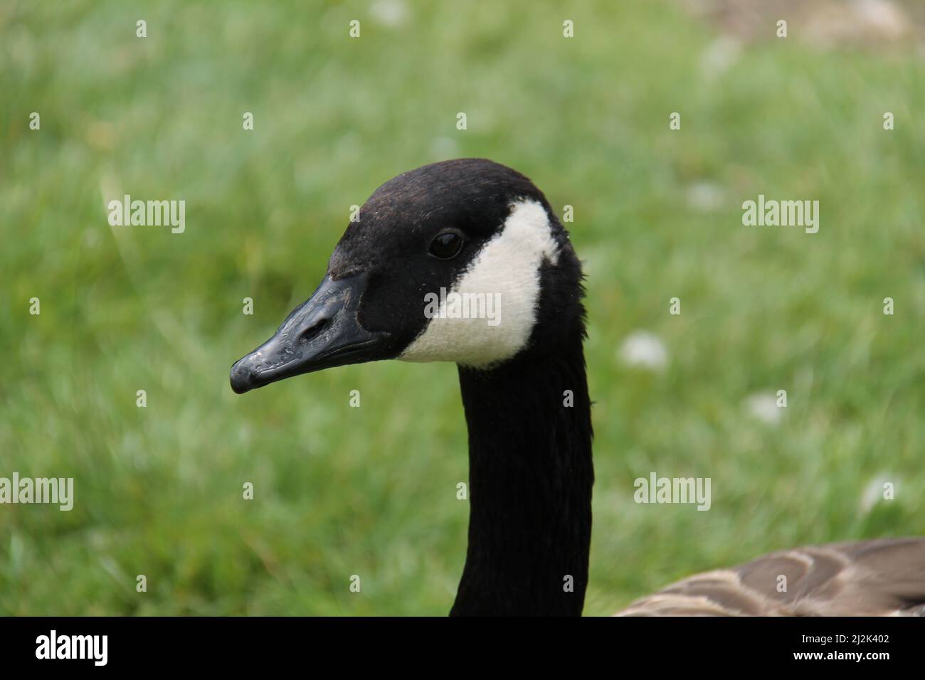 The Head of a Single Canada Goose Wild Bird Stock Photo - Alamy