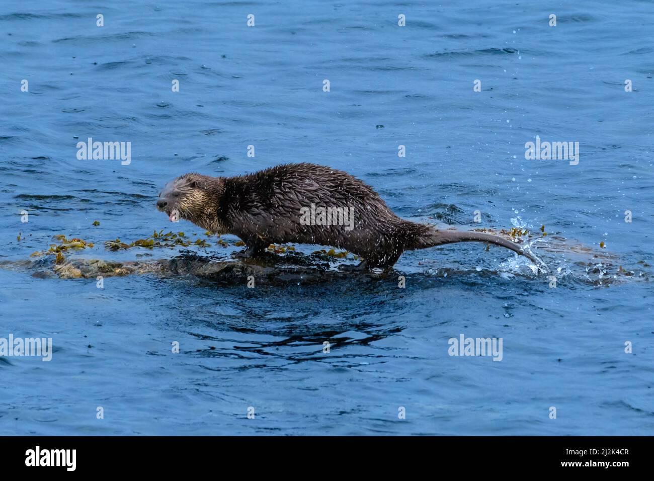 Shaking rock hi-res stock photography and images - Alamy