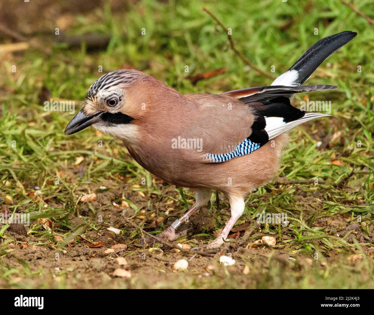 A closeup shot of the colorful bird with blue wings Eurasian jay or ...