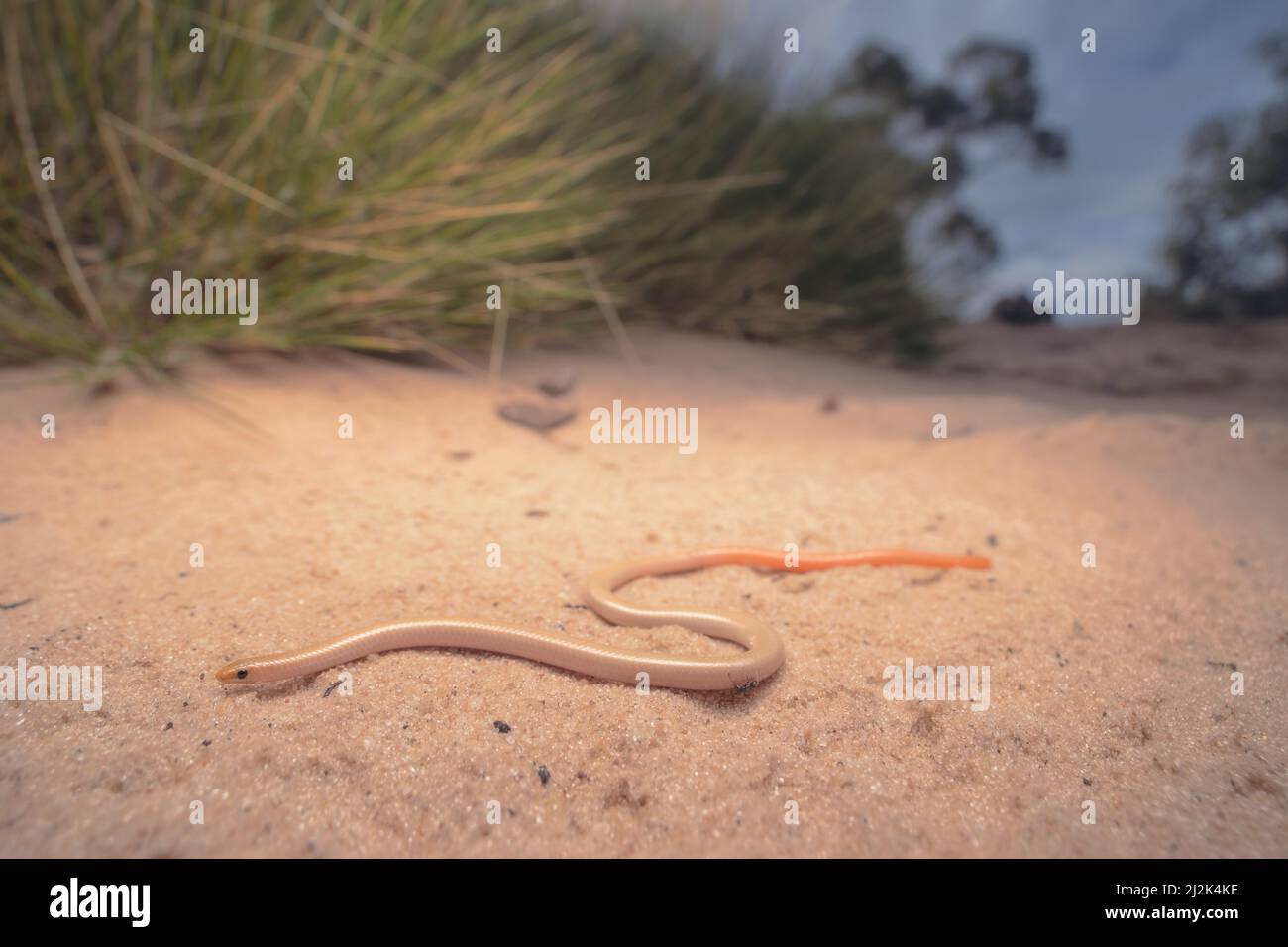 Aprasia inaurita hi-res stock photography and images - Alamy