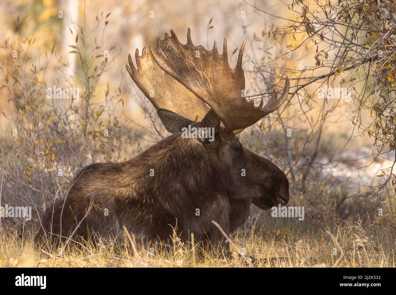 Bull Shiras Moose During the Rut in Grand Teton national Park Wyoming ...