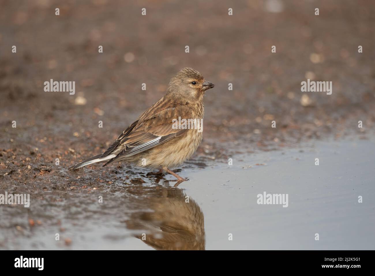 Female linnet hi-res stock photography and images - Alamy