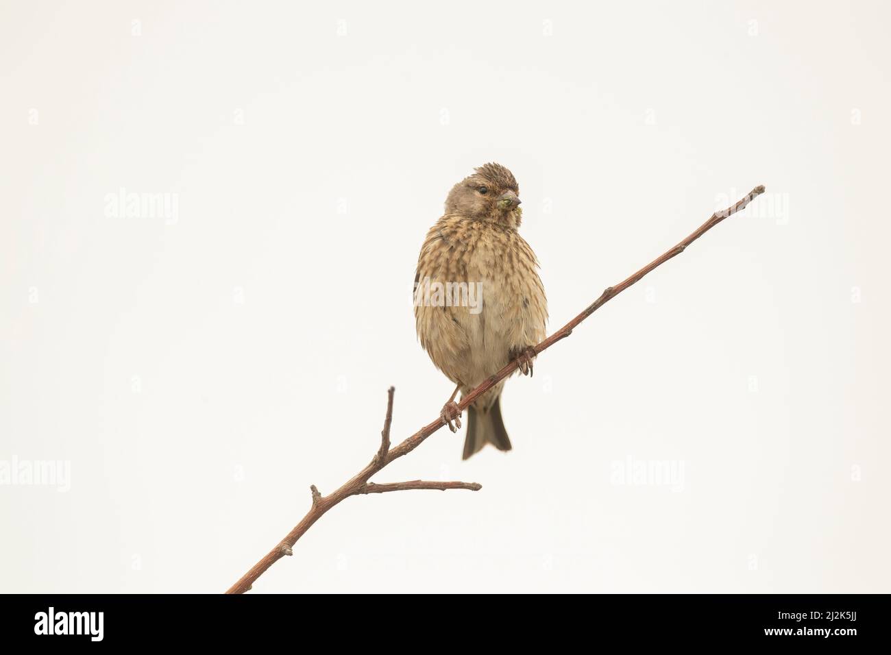 Female linnet bird hi-res stock photography and images - Alamy