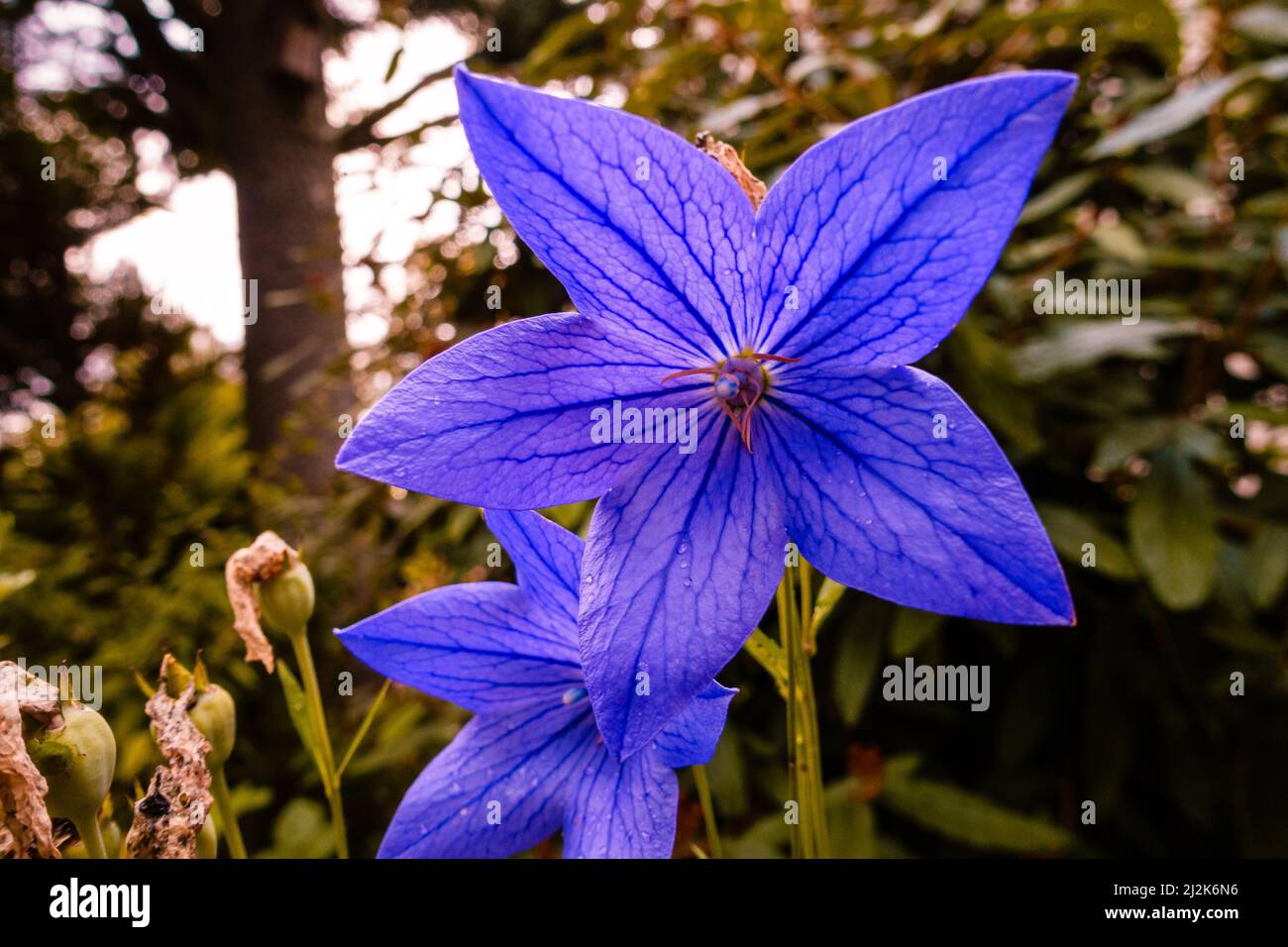A closeup shot of blue platycodon grandifloras aka balloon flower in ...