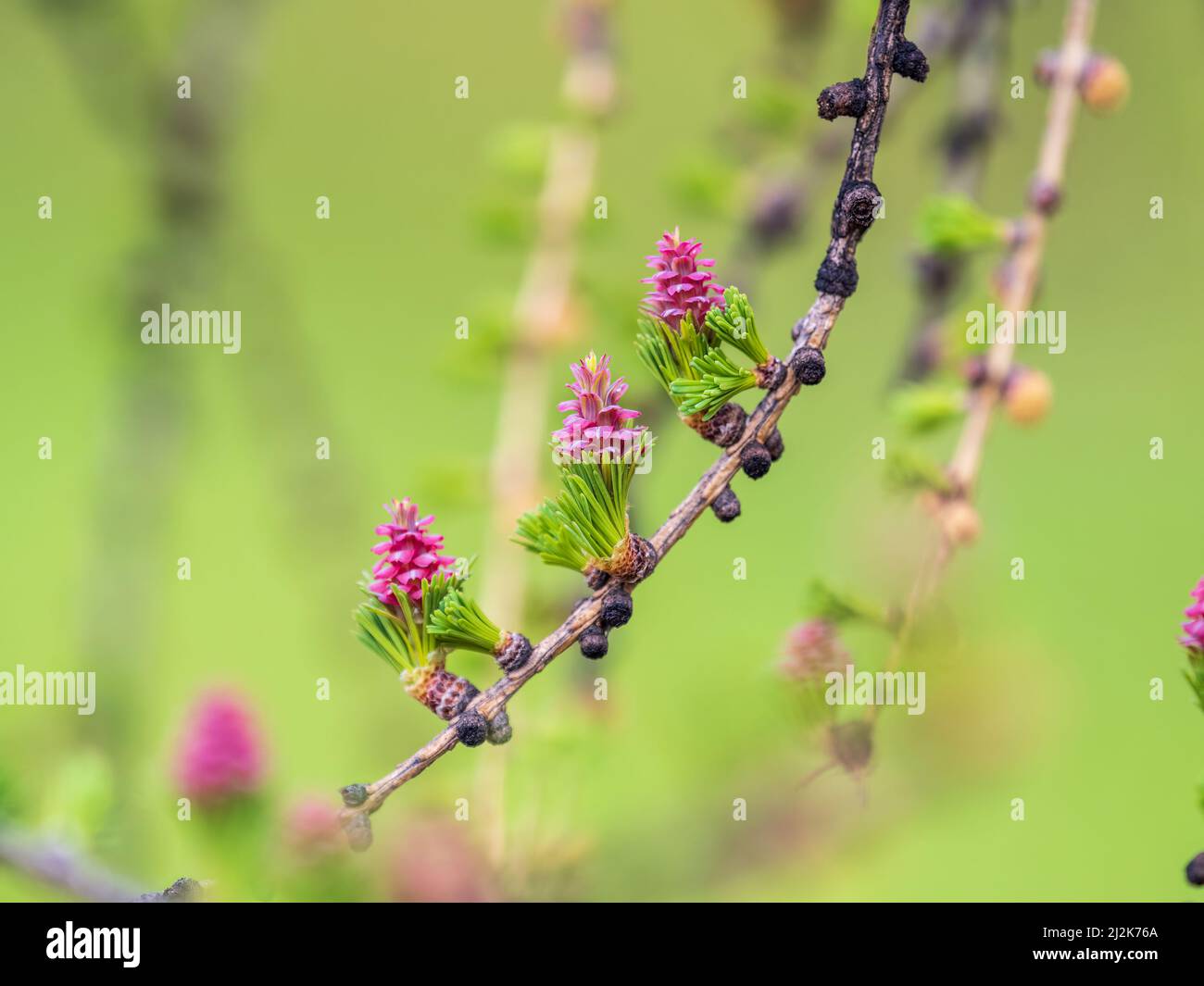 Larch tree fresh pink cones blossom at spring on nature background ...