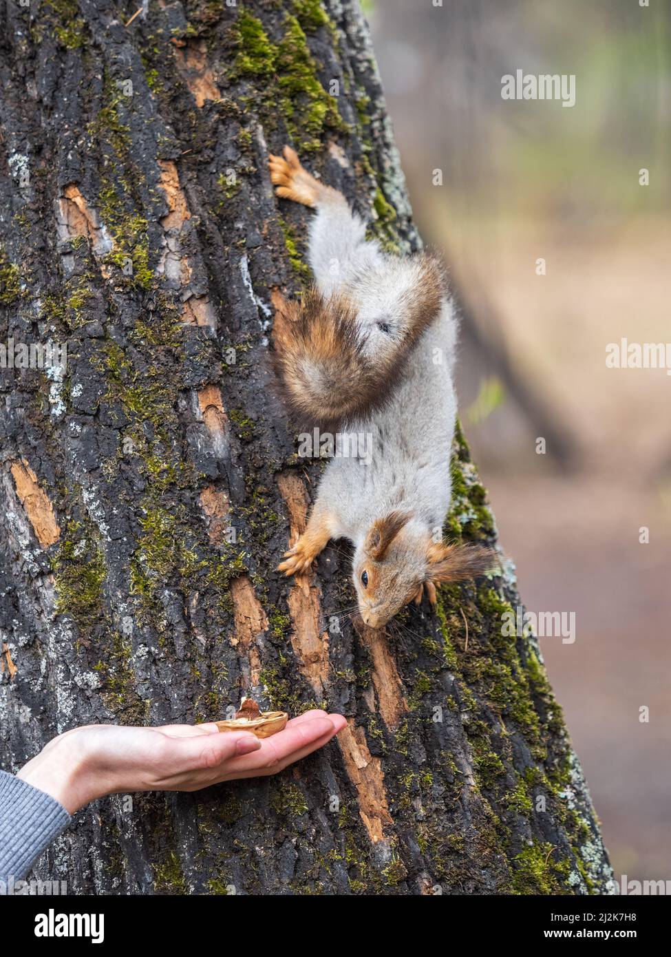 A woman feeding a squirrel in the summer park. Squirrel eats nuts from ...