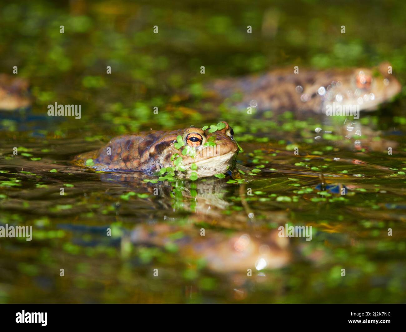Close up of Common Toads (Bufo bufo) in the water during breeding ...