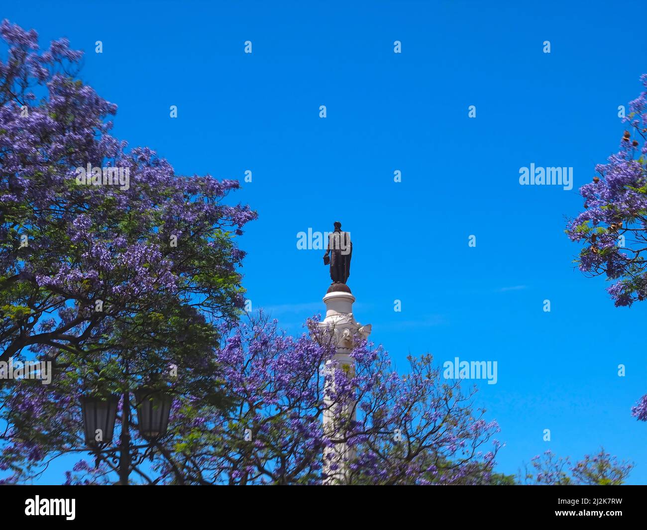 Jacaranda trees lisbon portugal hi-res stock photography and images - Alamy
