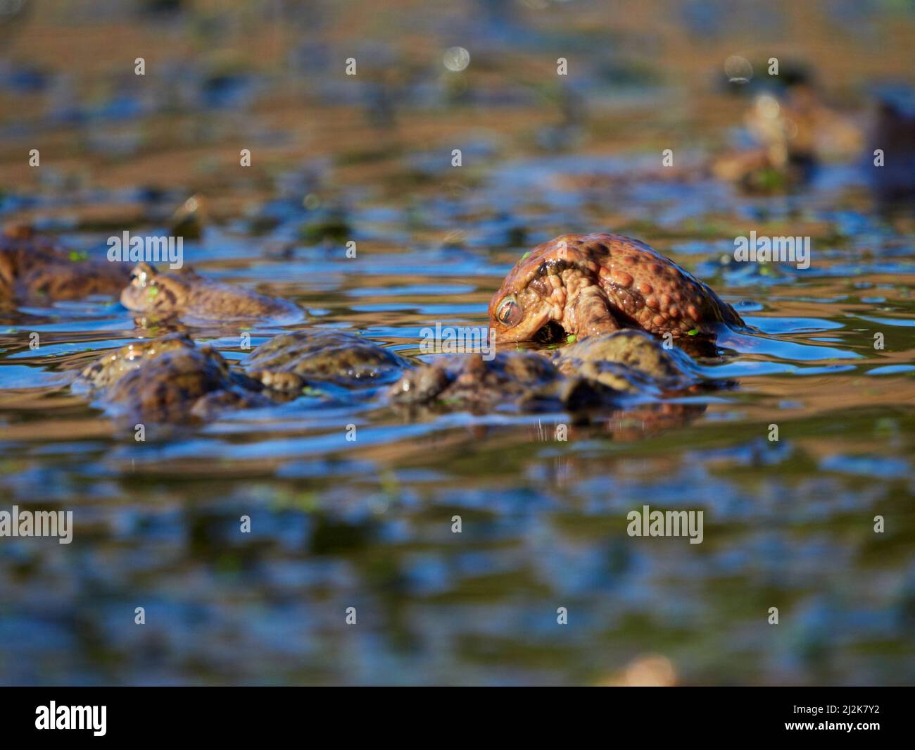 Common Toads (Bufo bufo) in the water during breeding season in the ...