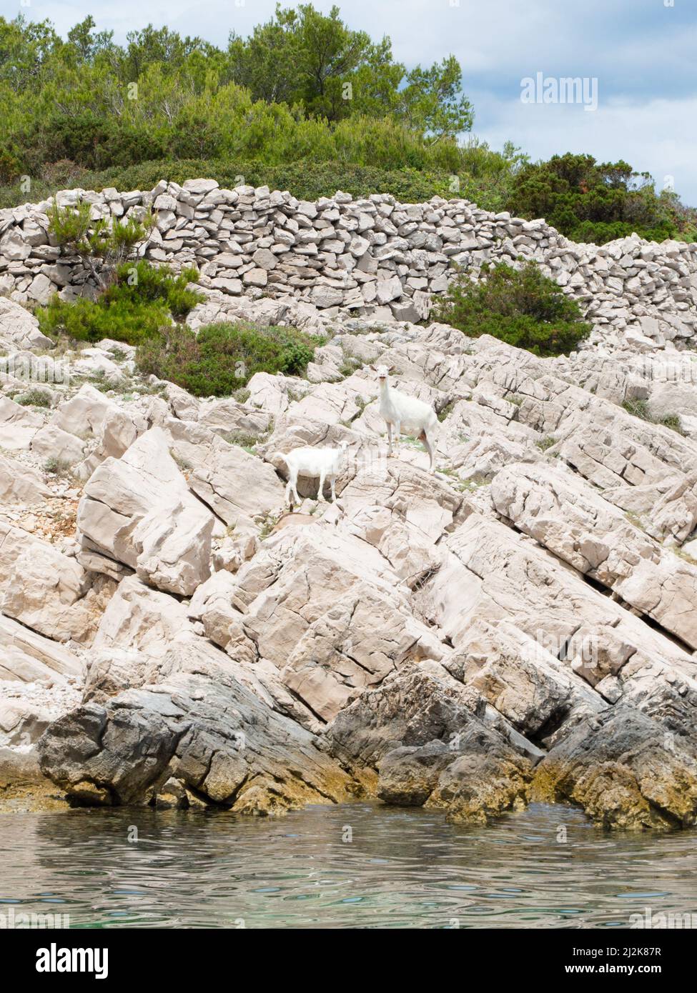 Dalmatian goats hi-res stock photography and images - Alamy