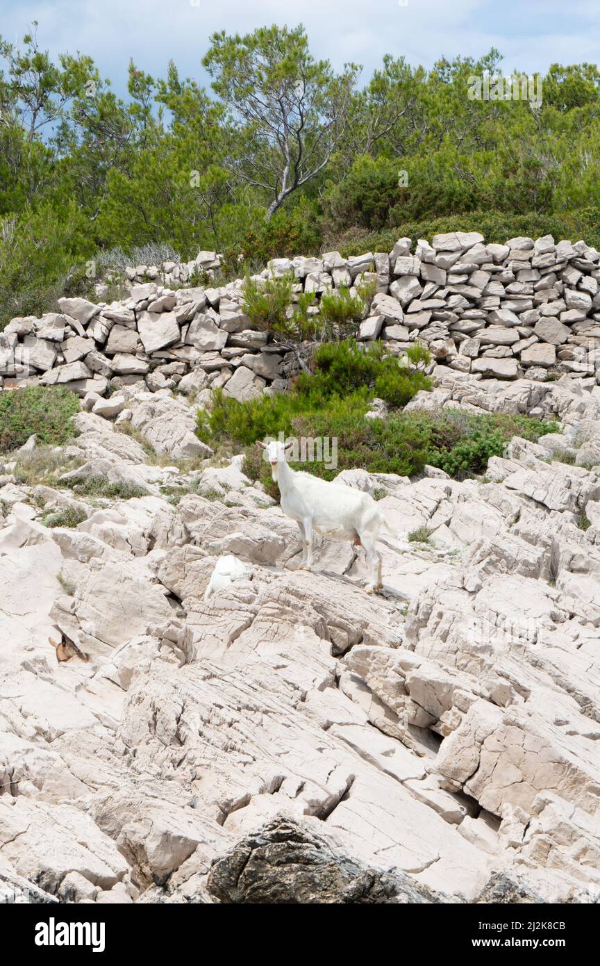 Dalmatian goats hi-res stock photography and images - Alamy