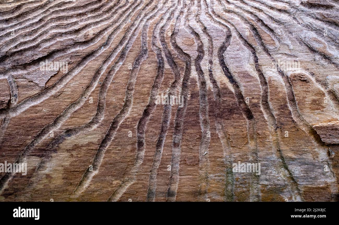 Paths made by worms in the tree bark in close up Stock Photo - Alamy