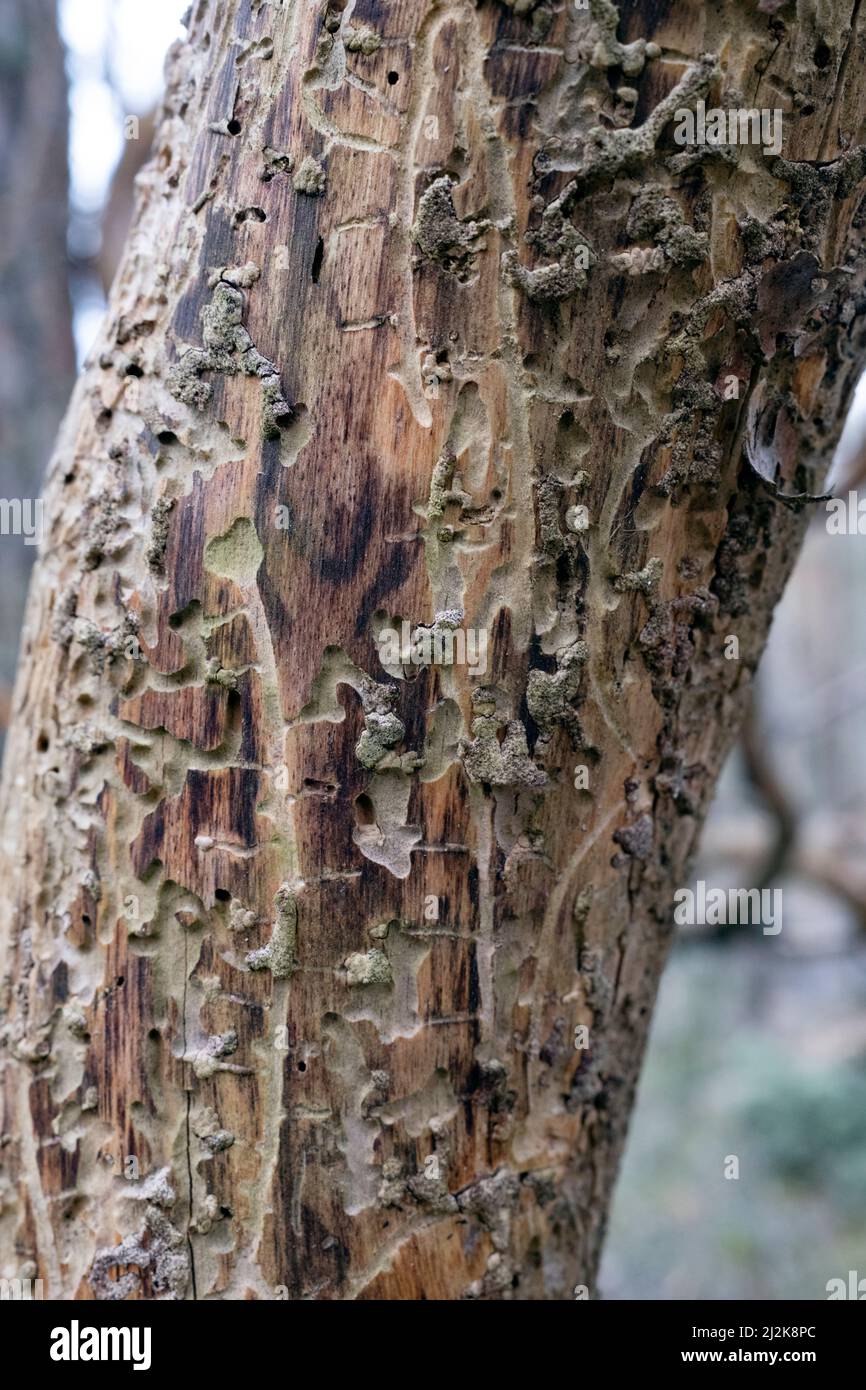 Paths made by worms in the tree bark in close up Stock Photo - Alamy