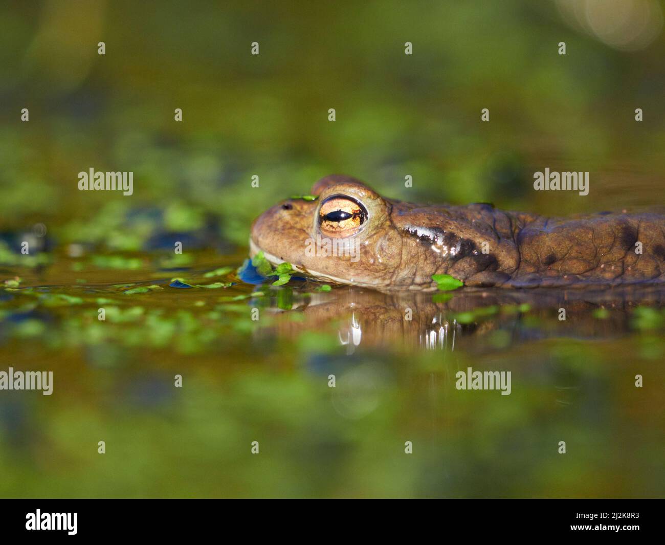 Close up of a Common Toad (Bufo bufo) in the water during breeding ...