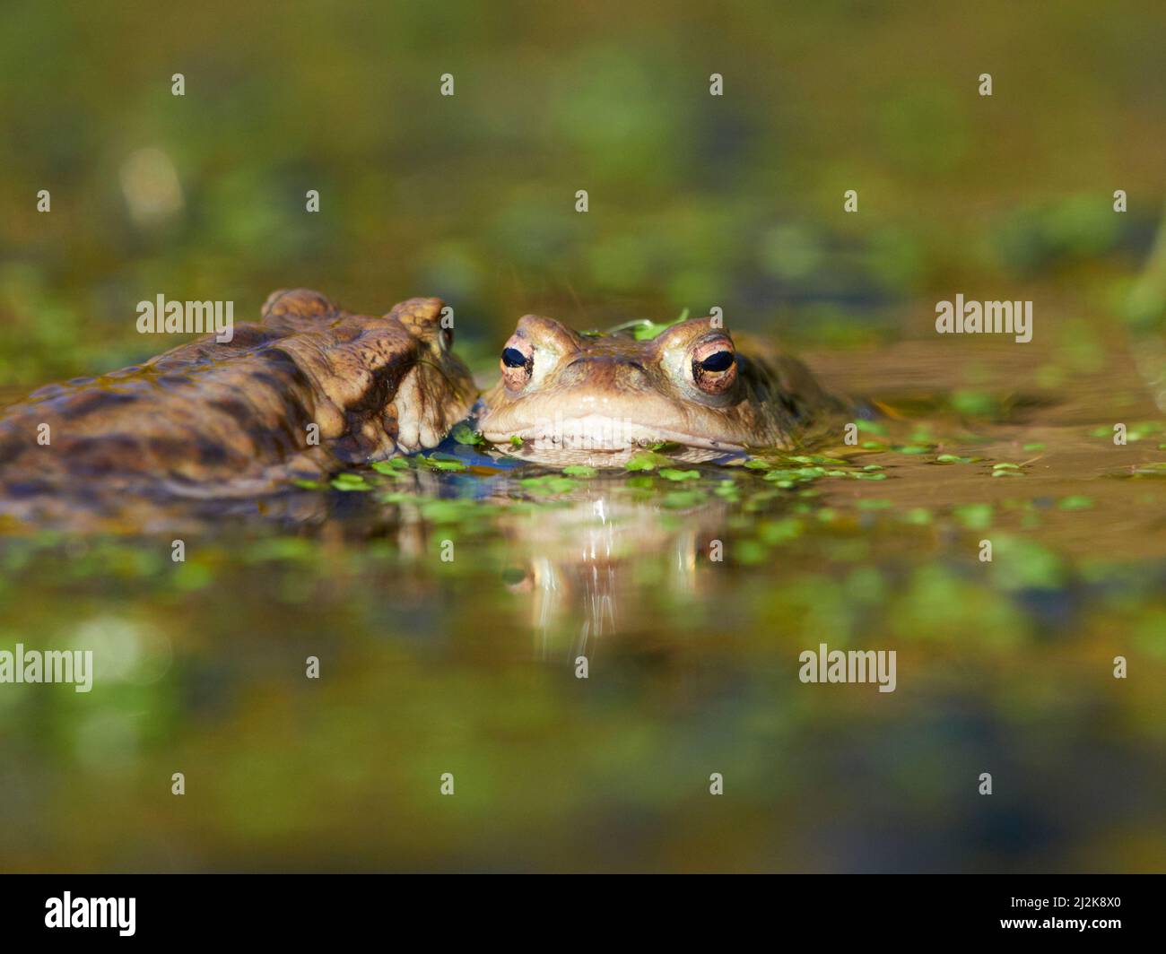 Close up of a Common Toad (Bufo bufo) in the water during breeding ...