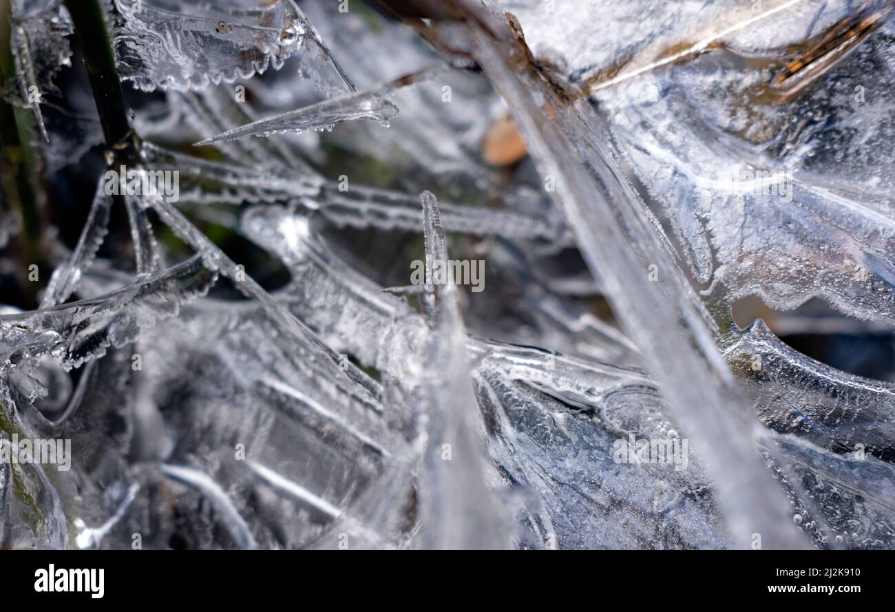 Geometry of the ice surface in swamp waters, Kemeri National Park ...