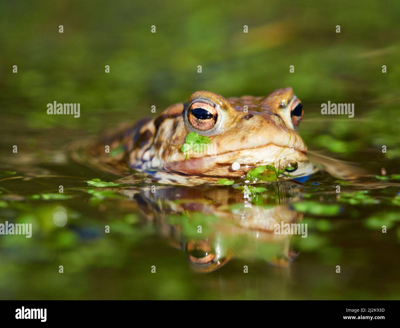 Close up of a Common Toad (Bufo bufo) in the water during breeding ...