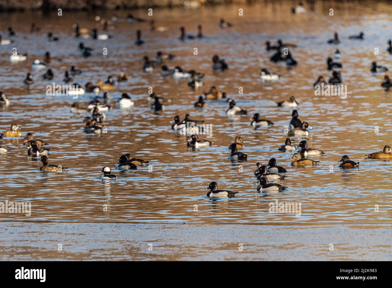 Pond in Winter with Migrating Ducks Stock Photo - Alamy