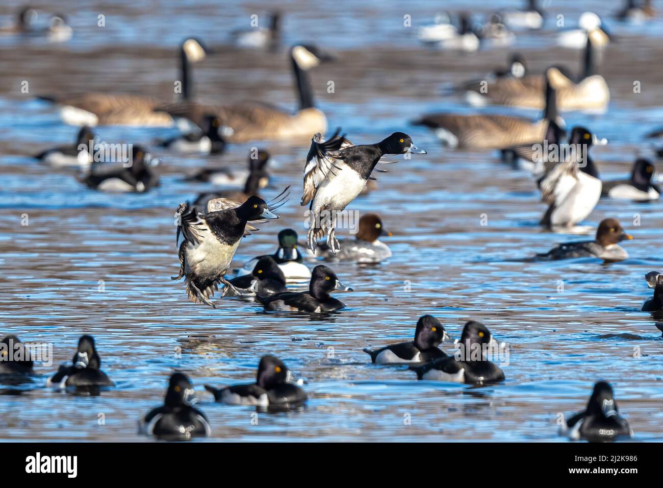 Pond in Winter with Migrating Ducks Stock Photo - Alamy