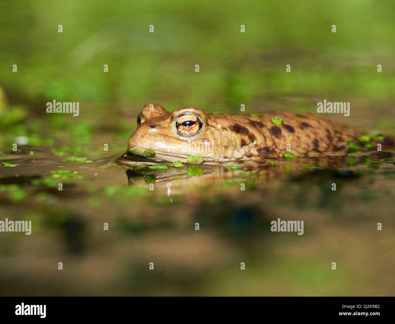 Close up of a Common Toad (Bufo bufo) in the water during breeding ...