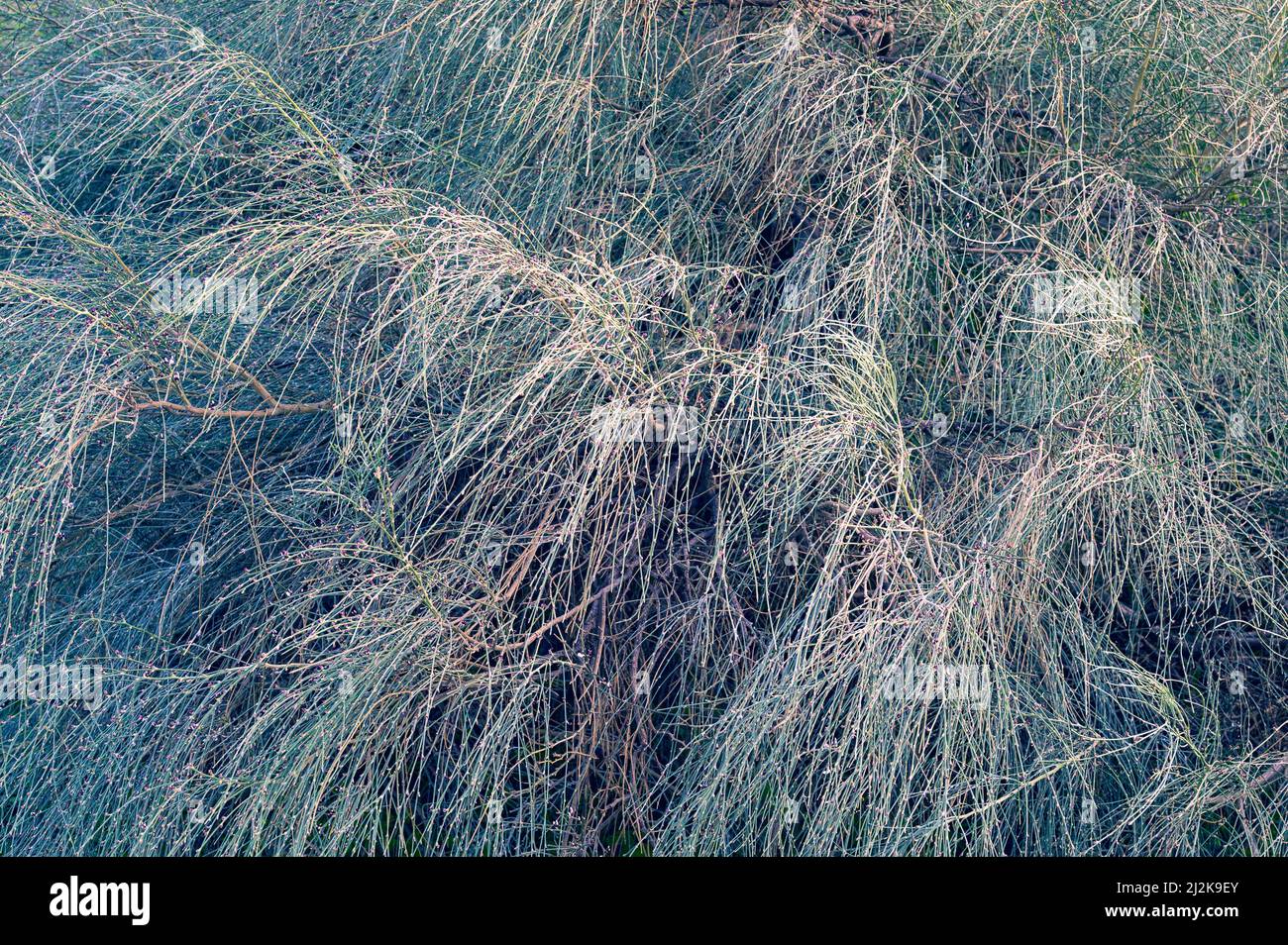Australian pine tree hi-res stock photography and images - Alamy