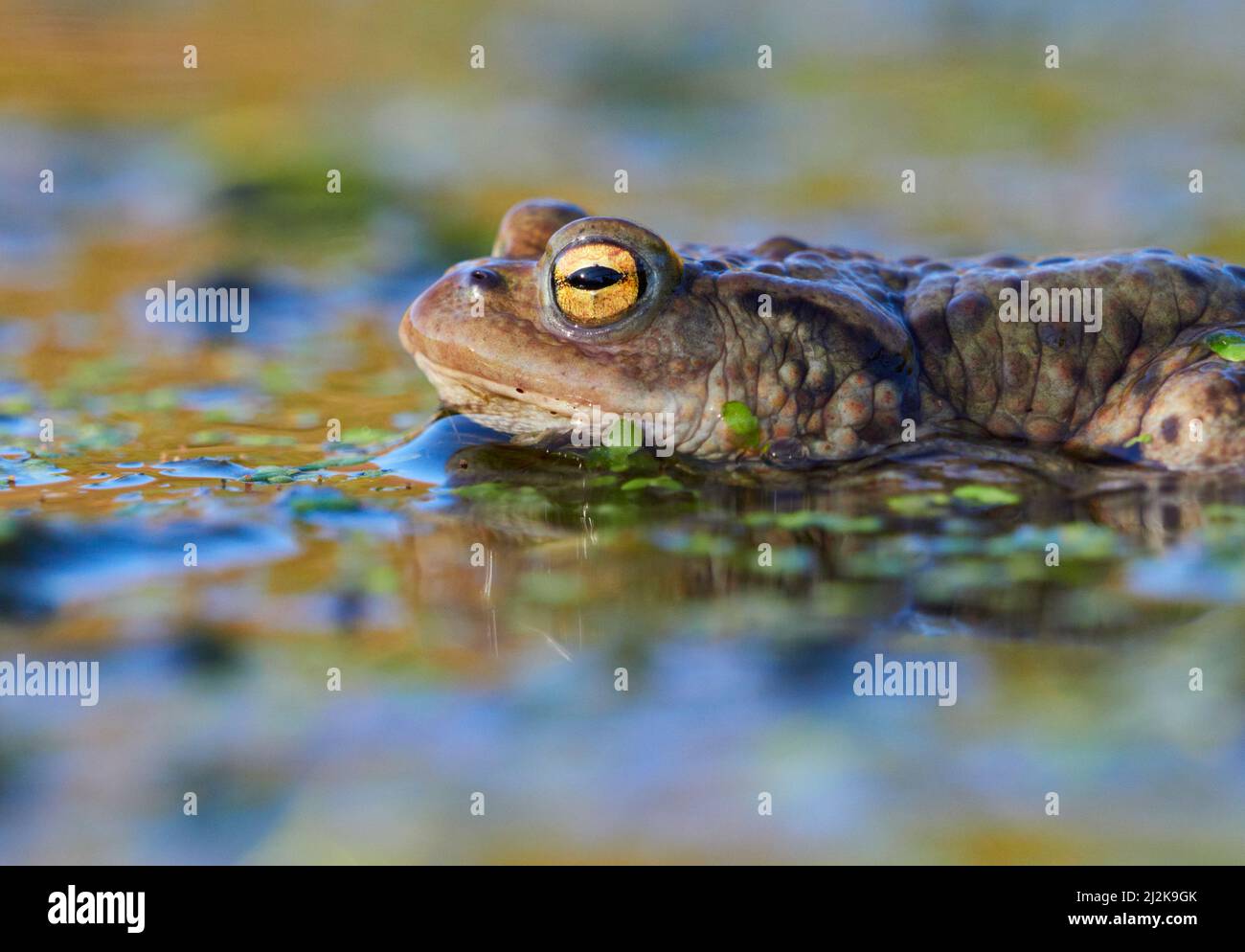 Common toad in water uk hi-res stock photography and images - Alamy