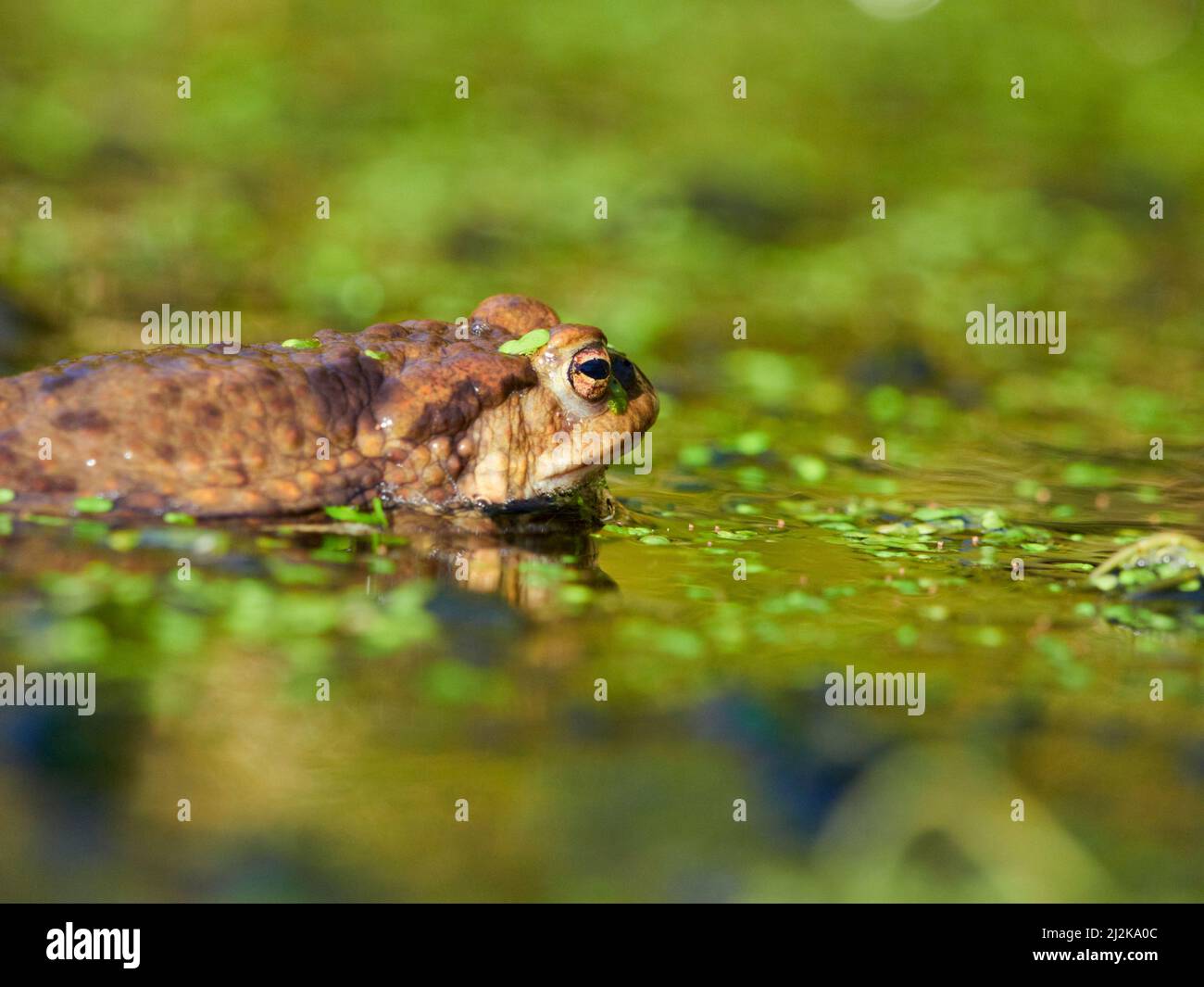 Close up of a Common Toad (Bufo bufo) in the water during breeding ...