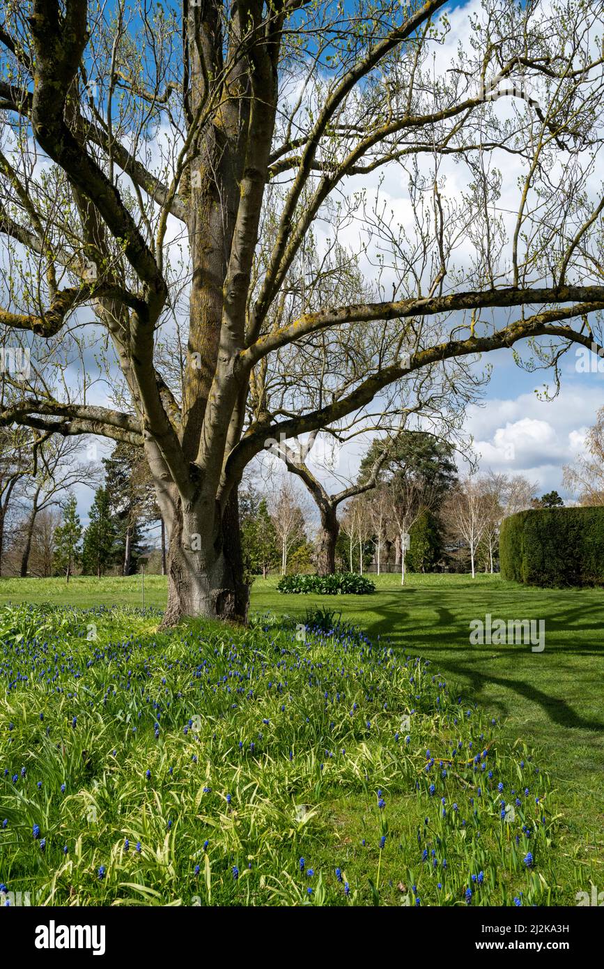Tended gardens at RHS Wisley, Surrey Stock Photo - Alamy