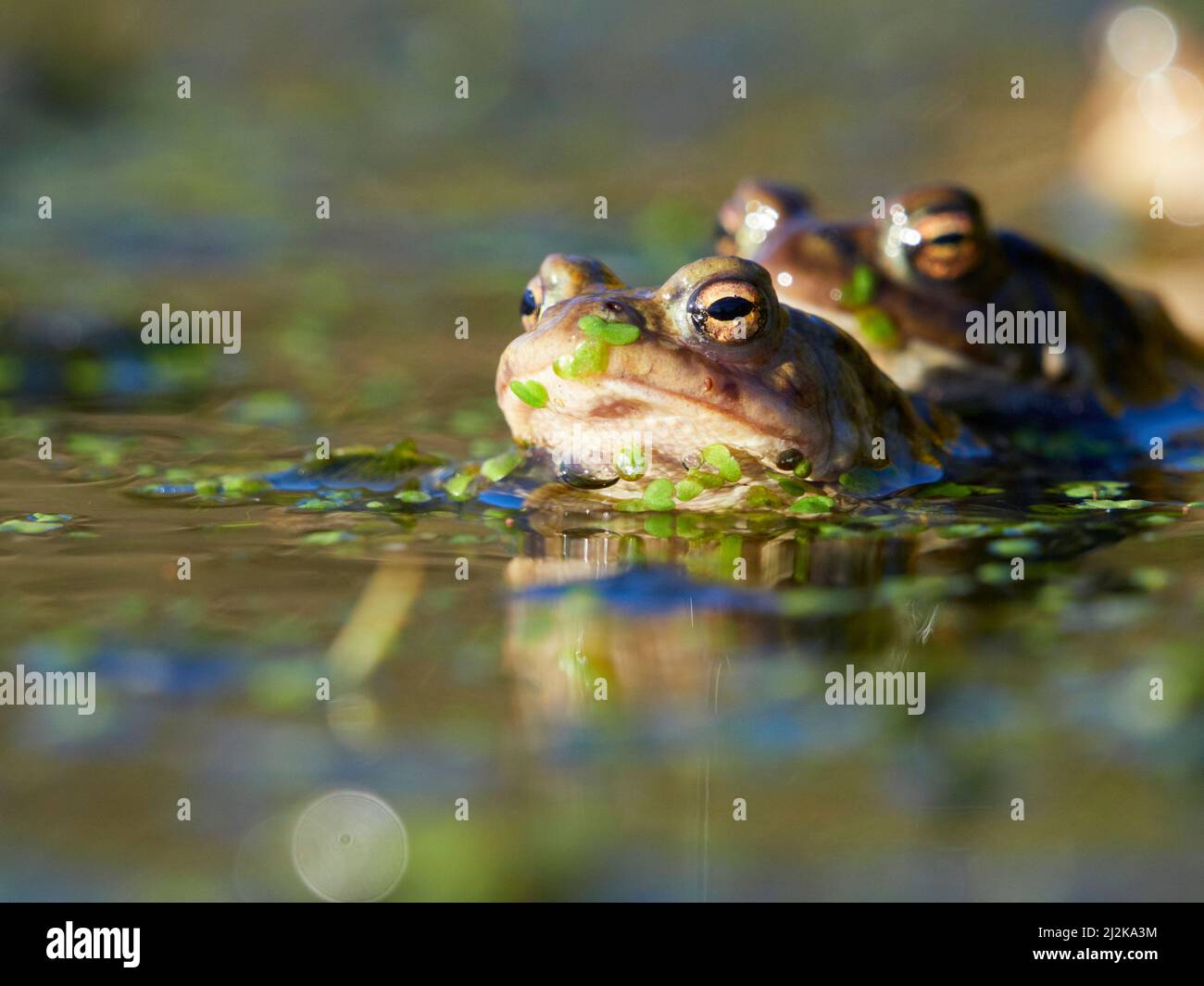 Close up of Common Toads (Bufo bufo) in the water during breeding ...