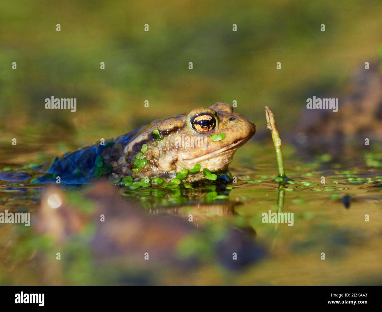 Close up of a Common Toad (Bufo bufo) in the water during breeding ...