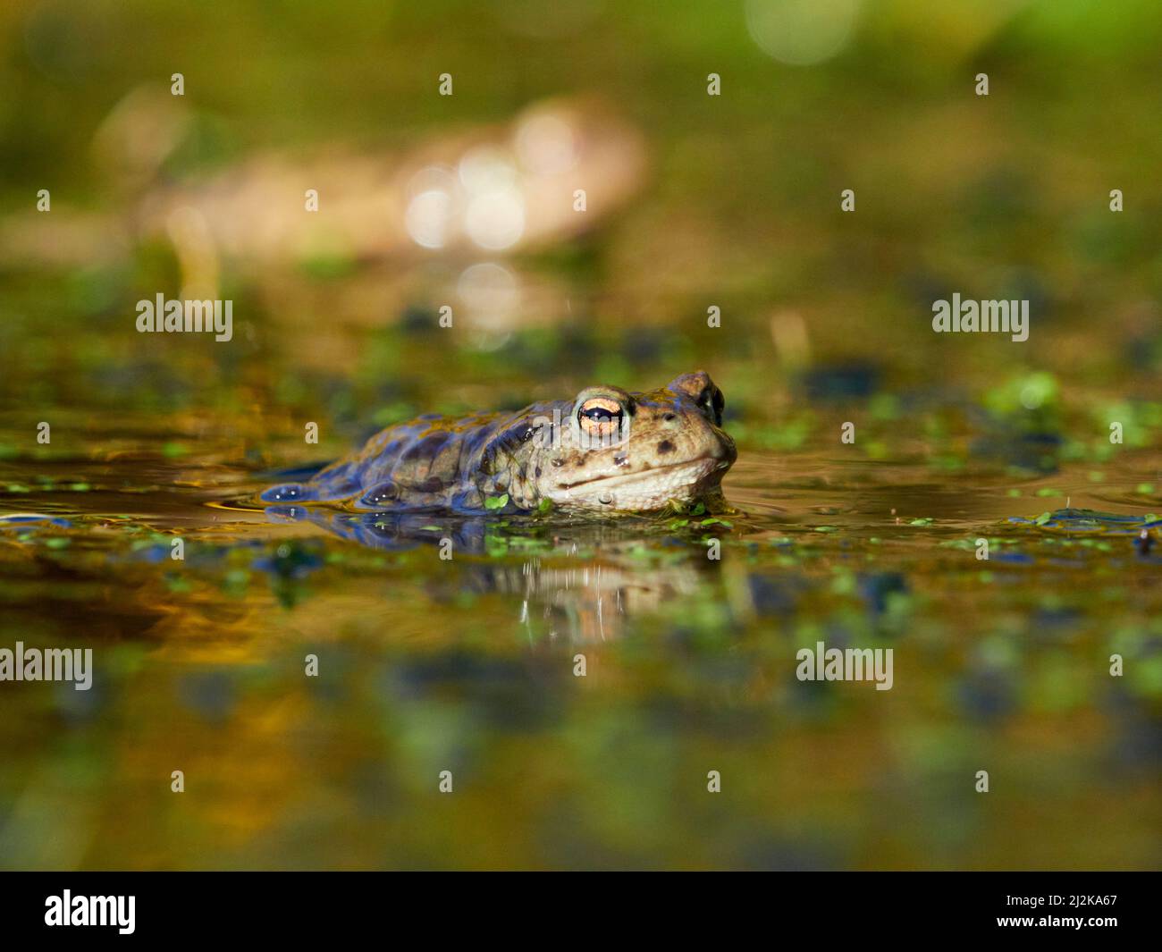 Close up of a Common Toad (Bufo bufo) in the water during breeding ...