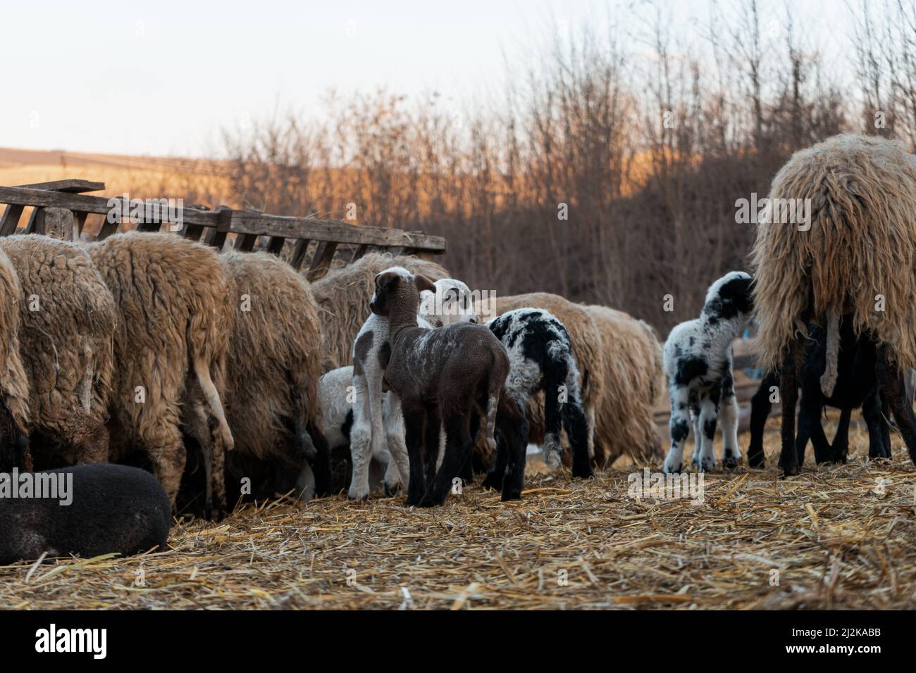 Romanov sheep hi-res stock photography and images - Alamy