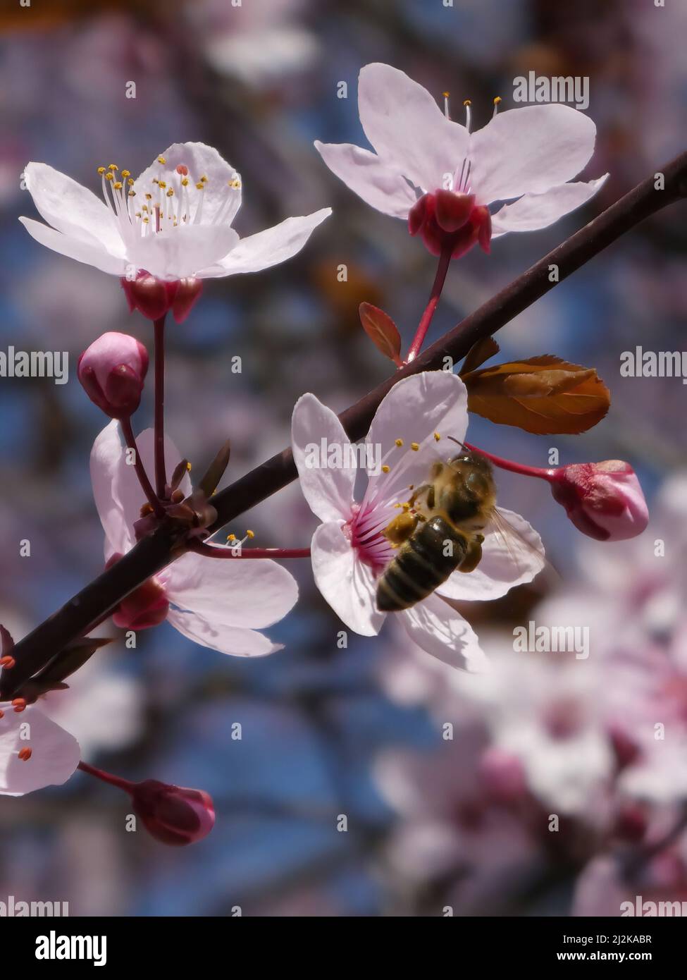 A shallow focus of a Branch with beautiful flowers and a bee - spring ...