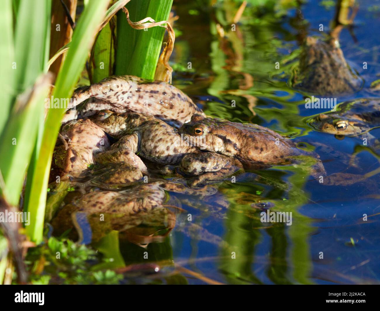 Toads mating in water hi-res stock photography and images - Alamy