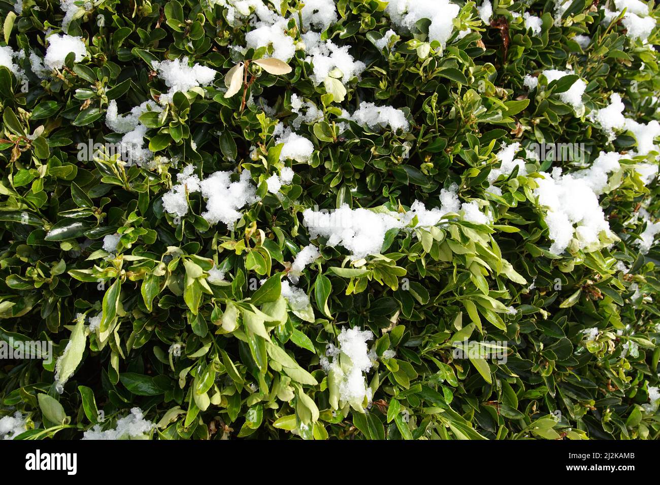 Evergreen spindle, Japanese spindle (Euonymus japonicus) partely ...