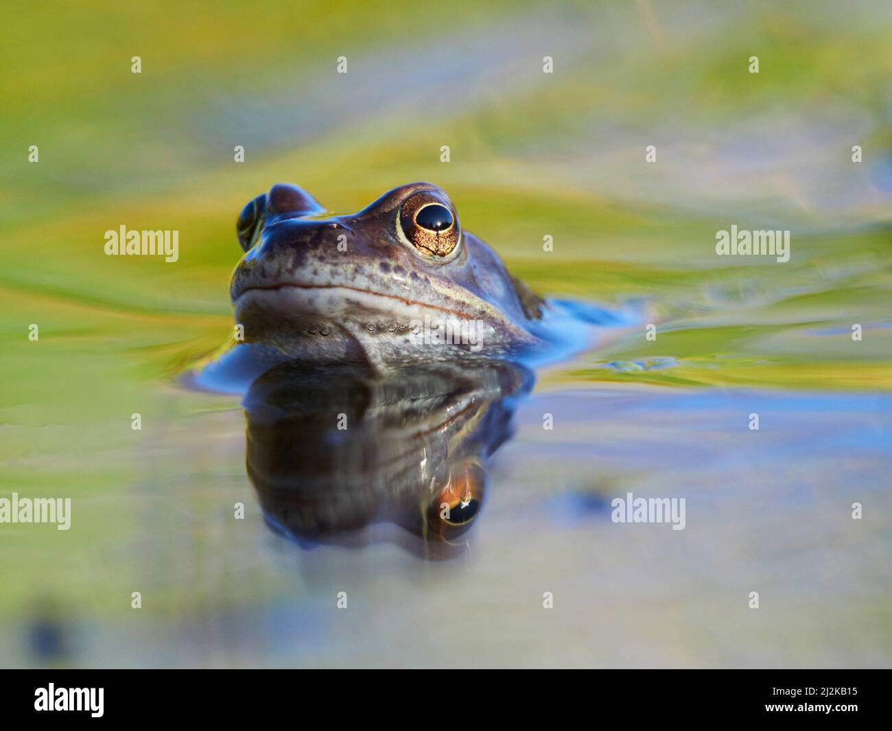 Scottish frogs hi-res stock photography and images - Alamy
