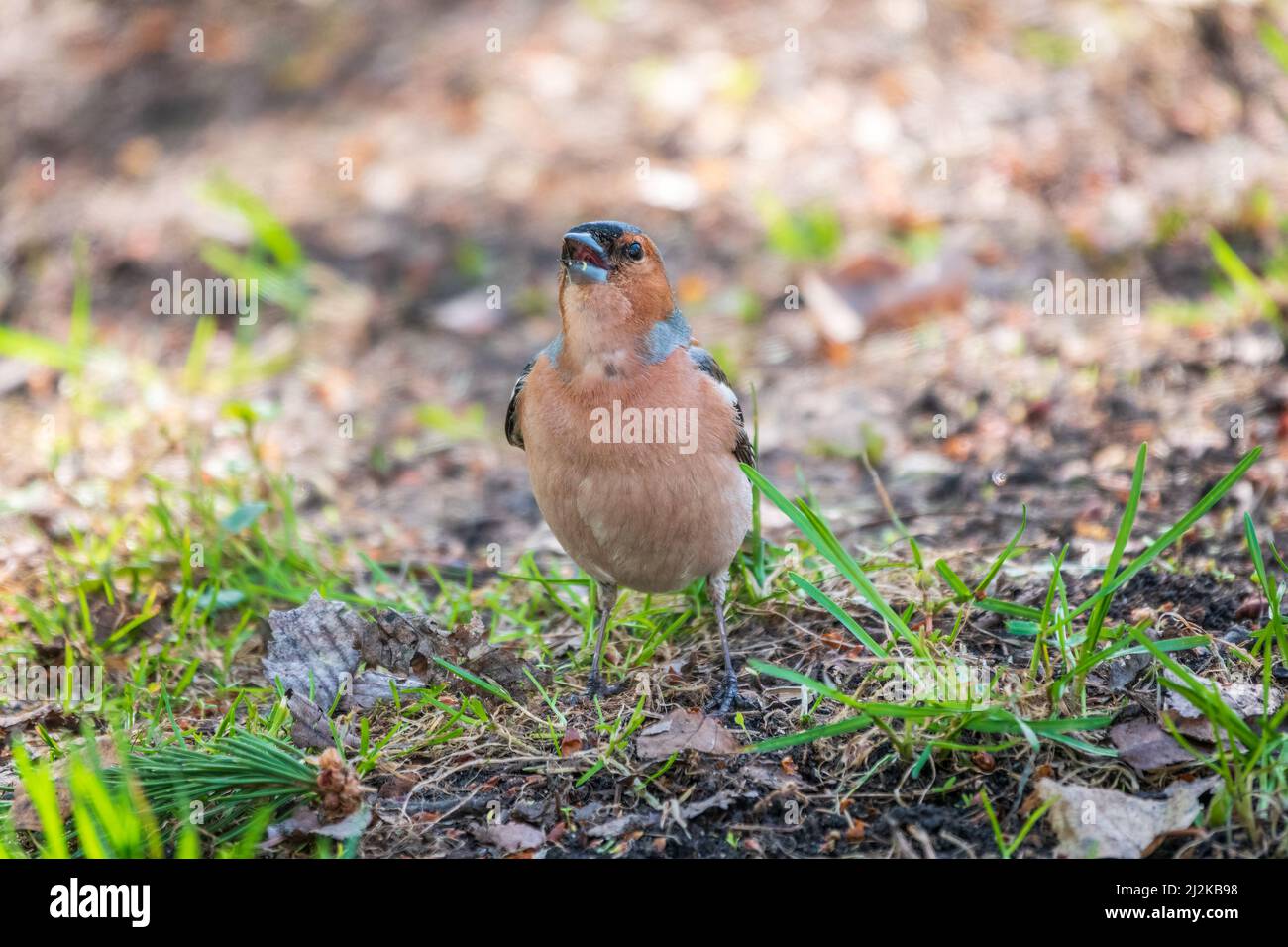 The common finch, Fringilla coelebs, sits on the ground in spring ...