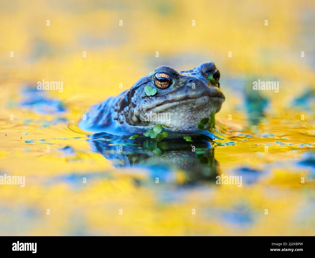 Close up of a Common Toad (Bufo bufo) in the water during breeding ...