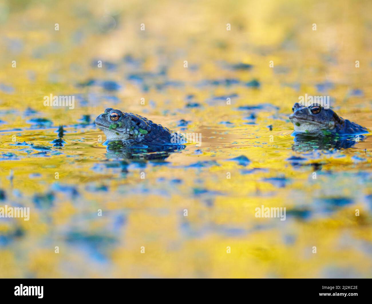 Close up of Common Toads (Bufo bufo) in the water during breeding ...