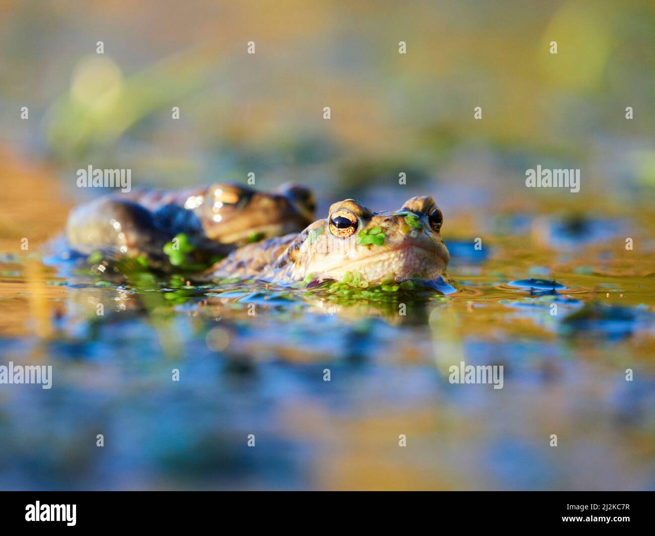 Scottish toads hi-res stock photography and images - Alamy